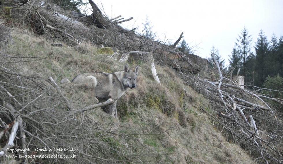 Walking with Wolves | Travel Unpacked