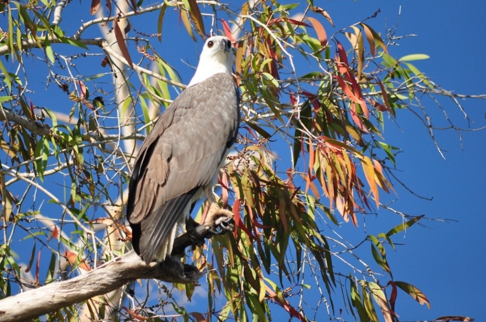 Northern Territory's birdlife | Travel Unpacked