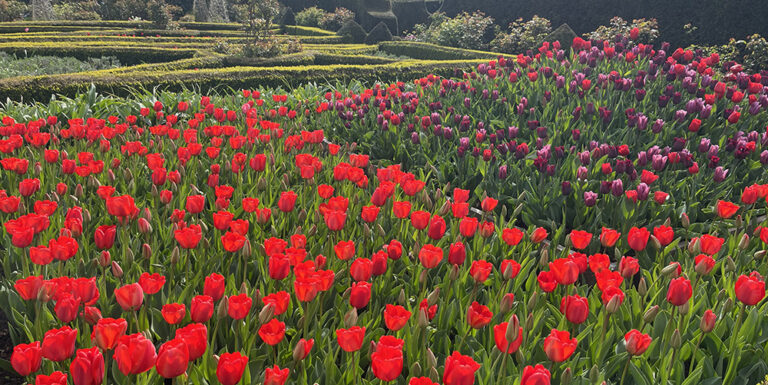 Tulip Spectacular at Arundel Castle | Travel Unpacked