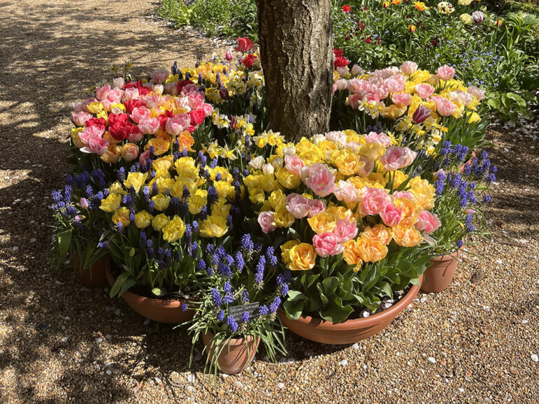 Tulip Spectacular at Arundel Castle | Travel Unpacked